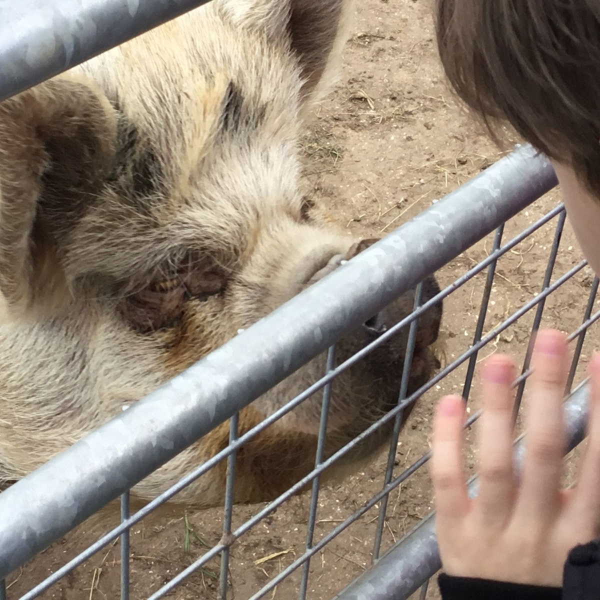 Temple Mill Primary School - Inclusion Project - Larkin Farm
